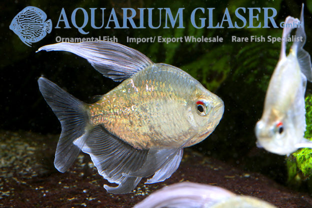09. Characoids: tetra relationship - Aquarium Glaser GmbH