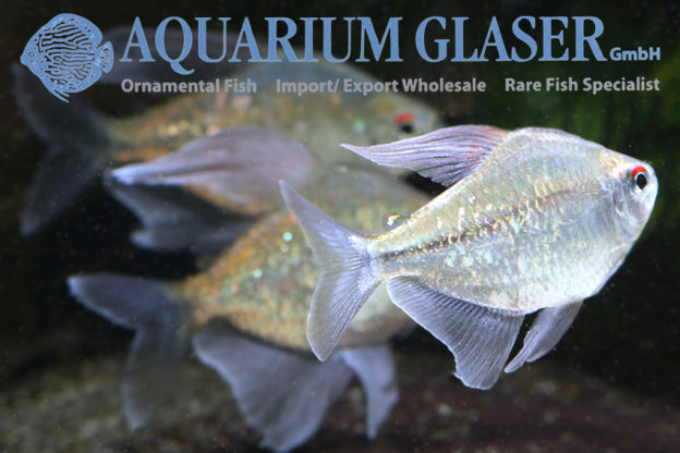 Moenkhausia pittieri - Aquarium Glaser GmbH