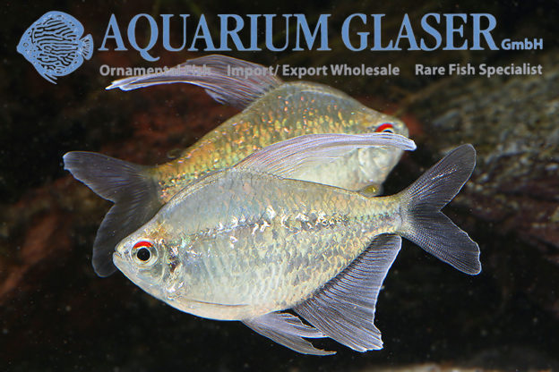 Moenkhausia pittieri - Aquarium Glaser GmbH