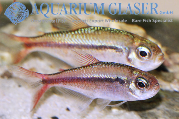 Moenkhausia rubra - Aquarium Glaser GmbH