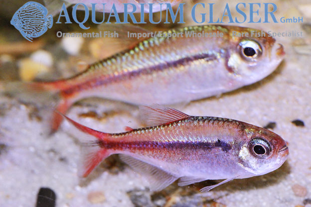 Moenkhausia rubra - Aquarium Glaser GmbH