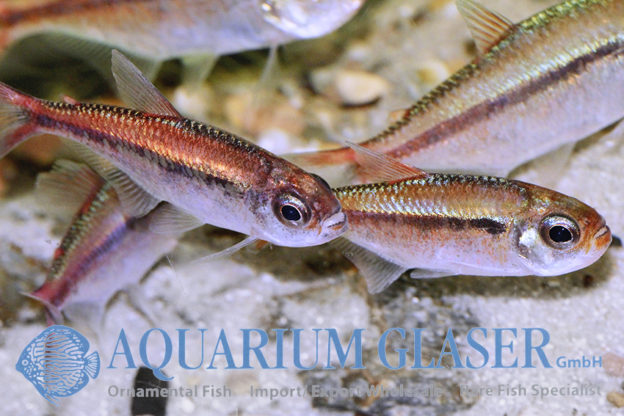 Moenkhausia rubra - Aquarium Glaser GmbH