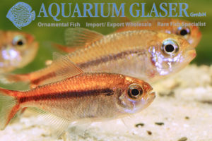 Moenkhausia rubra - Aquarium Glaser GmbH