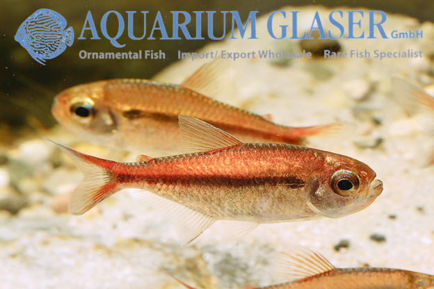 Moenkhausia rubra - Aquarium Glaser GmbH