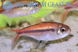 Moenkhausia - Aquarium Glaser GmbH