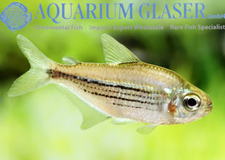Welcome to the website of Aquarium Glaser - Aquarium Glaser GmbH