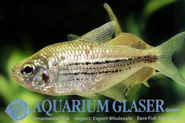 Moenkhausia - Aquarium Glaser GmbH
