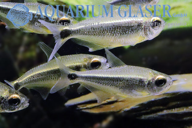 Moenkhausia - Aquarium Glaser GmbH