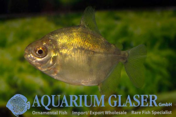09. Characoids: tetra relationship - Page 3 of 5 - Aquarium Glaser GmbH