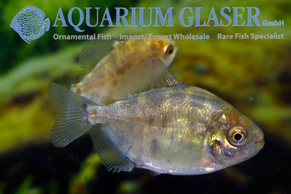 09. Characoids: tetra relationship - Page 3 of 5 - Aquarium Glaser GmbH