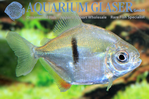 Myloplus sauron (formerly Myleus schomburgkii) - Aquarium Glaser GmbH