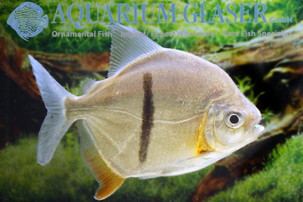Myloplus sauron (formerly Myleus schomburgkii) - Aquarium Glaser GmbH