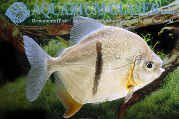 Myloplus sauron (formerly Myleus schomburgkii) - Aquarium Glaser GmbH