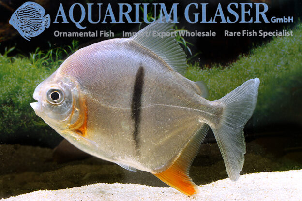 Myloplus sauron (formerly Myleus schomburgkii) - Aquarium Glaser GmbH