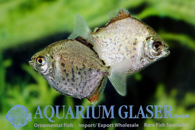 Myleus cf. torquatus - Aquarium Glaser GmbH