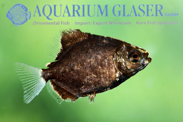 Myleus cf. torquatus - Aquarium Glaser GmbH