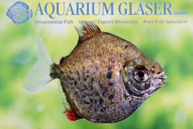 Myleus cf. torquatus - Aquarium Glaser GmbH