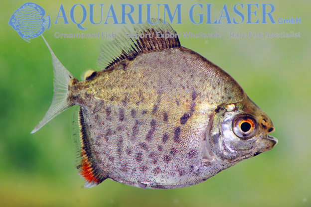 Myleus cf. torquatus - Aquarium Glaser GmbH