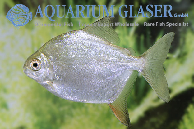 Myloplus torquatus - Aquarium Glaser GmbH
