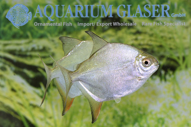 Myloplus torquatus - Aquarium Glaser GmbH