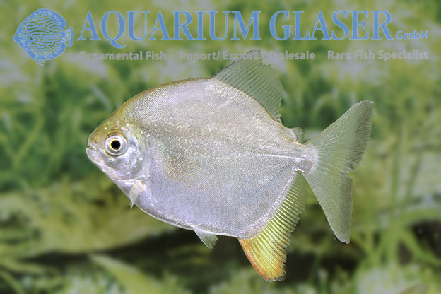 Myloplus torquatus - Aquarium Glaser GmbH