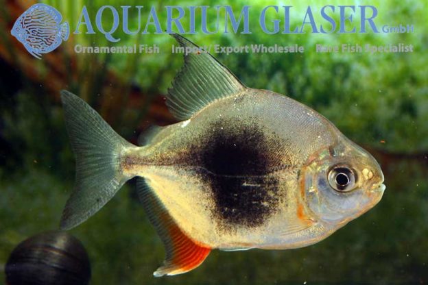 09. Characoids: tetra relationship - Page 4 of 5 - Aquarium Glaser GmbH