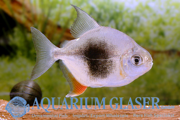 Myloplus (formerly: Myleus) "Lamax III" - Aquarium Glaser GmbH