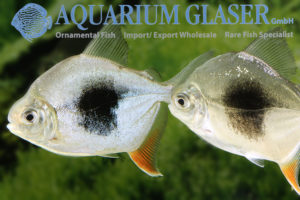 Myloplus (formerly: Myleus) "Lamax III" - Aquarium Glaser GmbH