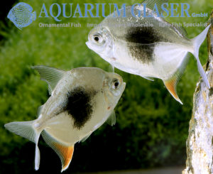 Myloplus (formerly: Myleus) "Lamax III" - Aquarium Glaser GmbH