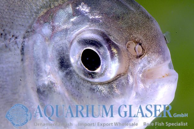 Myloplus (früher: Myleus) „Lamax III“ - Aquarium Glaser GmbH