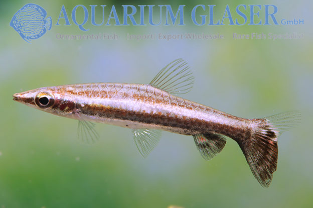 Nannostomus eques Peru - Aquarium Glaser GmbH