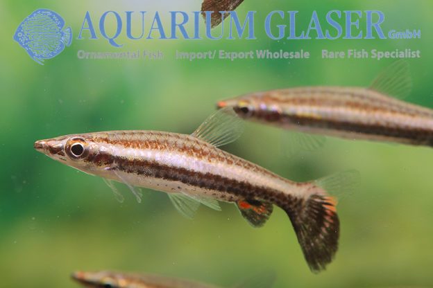 Nannostomus eques Peru - Aquarium Glaser GmbH