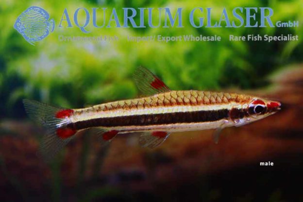 09. Characoids: tetra relationship - Page 4 of 5 - Aquarium Glaser GmbH