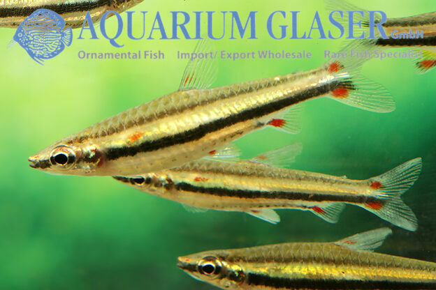 Nannostomus trifasciatus - Aquarium Glaser GmbH