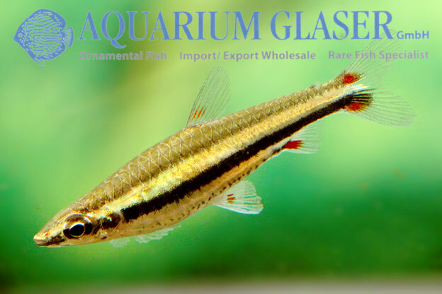 Nannostomus trifasciatus - Aquarium Glaser GmbH