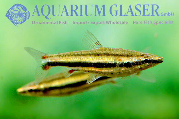 Nannostomus trifasciatus - Aquarium Glaser GmbH