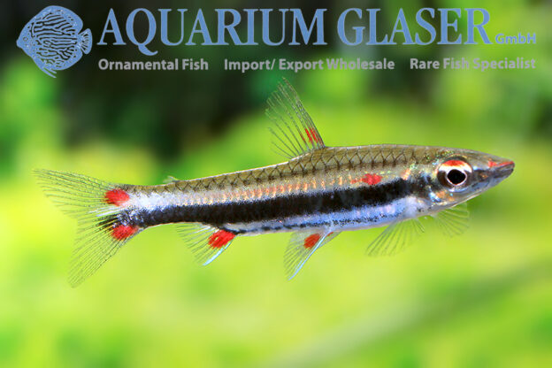 Nannostomus trifasciatus - Aquarium Glaser GmbH
