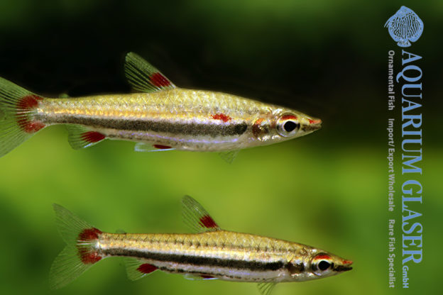 gold dust disease - Aquarium Glaser GmbH