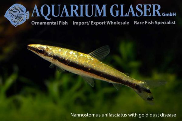 Nannostomus eques and N. unifasciatus: two odd birds - Aquarium Glaser GmbH