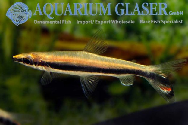 Nannostomus eques and N. unifasciatus: two odd birds - Aquarium Glaser GmbH