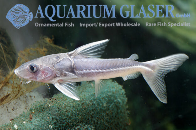 Nemadoras elongatus - Aquarium Glaser GmbH