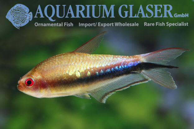 Nematobrycon lacortei - Aquarium Glaser GmbH