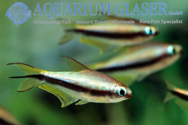 Nematobrycon palmeri WILD - Aquarium Glaser GmbH