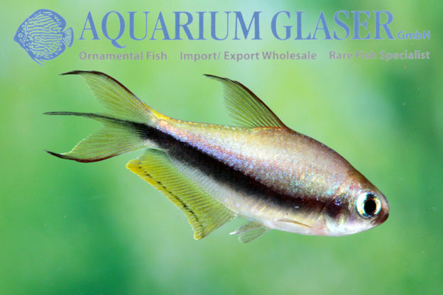 Nematobrycon palmeri WILD - Aquarium Glaser GmbH