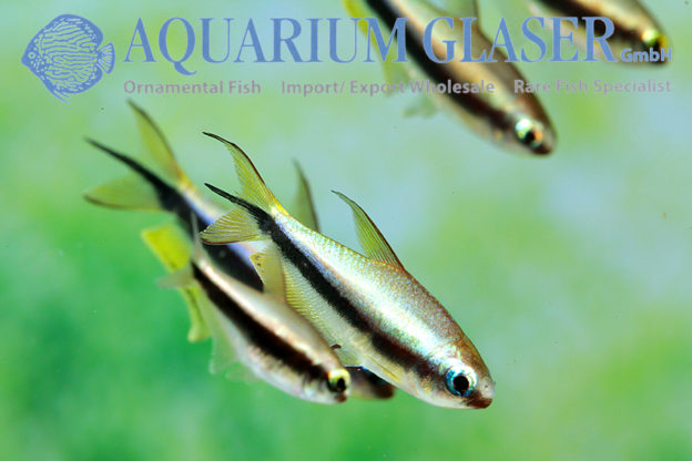 Nematobrycon palmeri WILD - Aquarium Glaser GmbH