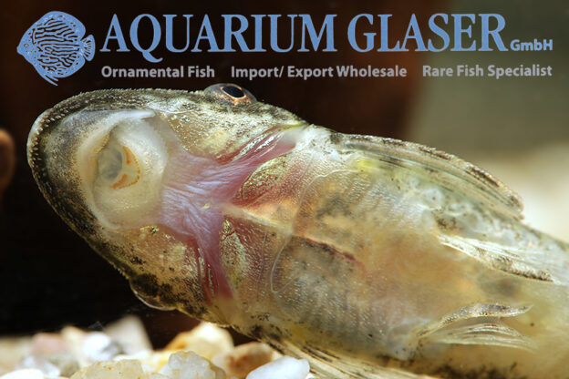 Oxyropsis acutirostris - Aquarium Glaser GmbH