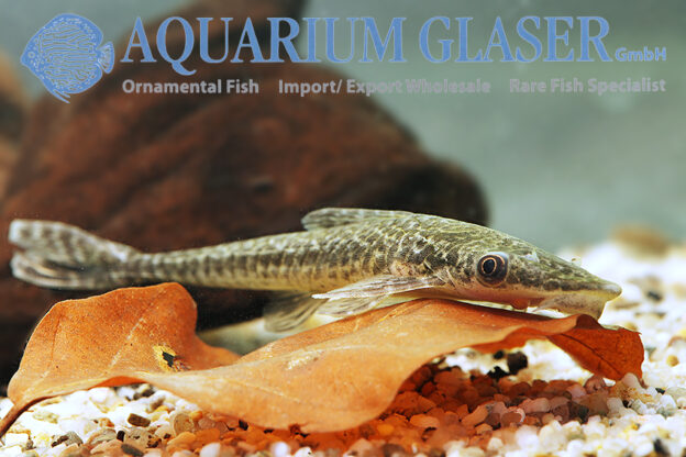 Oxyropsis acutirostris - Aquarium Glaser GmbH