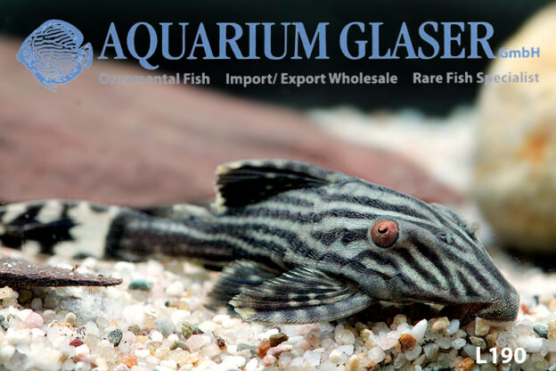 Panaque from Colombia: L190, L191, L330 - Aquarium Glaser GmbH