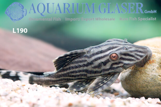Panaque from Colombia: L190, L191, L330 - Aquarium Glaser GmbH