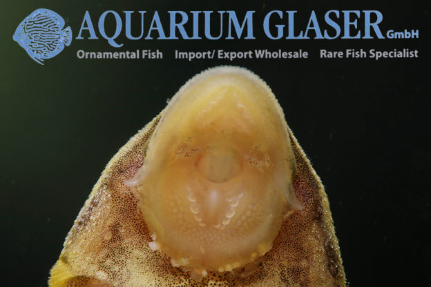 Panaque sp. L191 - Aquarium Glaser GmbH
